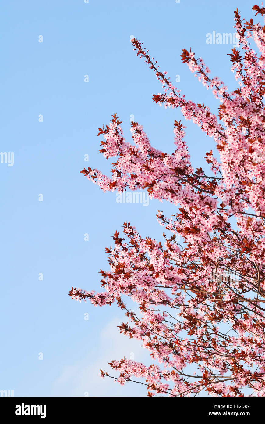 Sakura cherry tree with blossoms and blue sky background Stock Photo ...