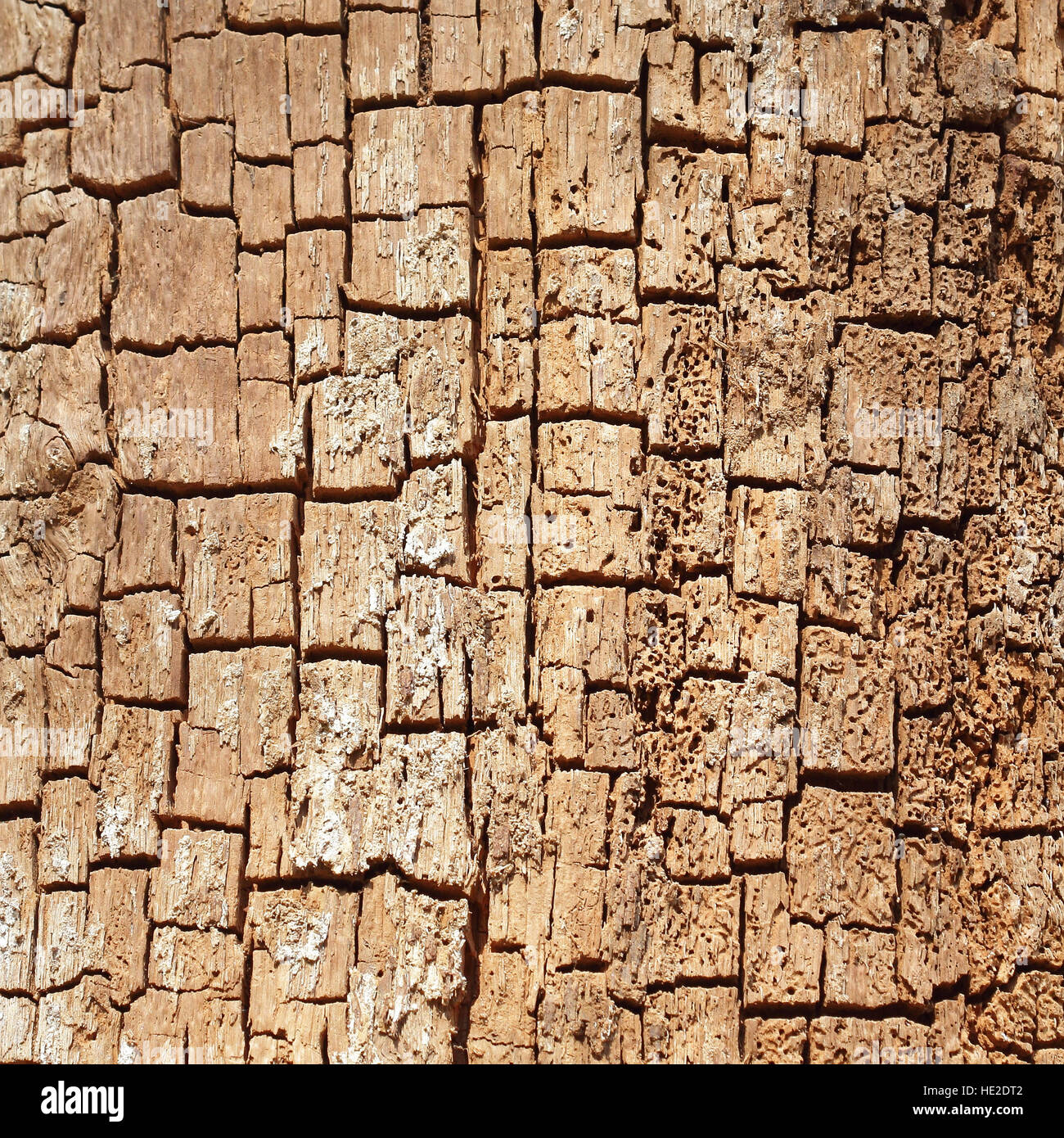 Dead tree wood eaten through by wood-boring beetle Stock Photo - Alamy