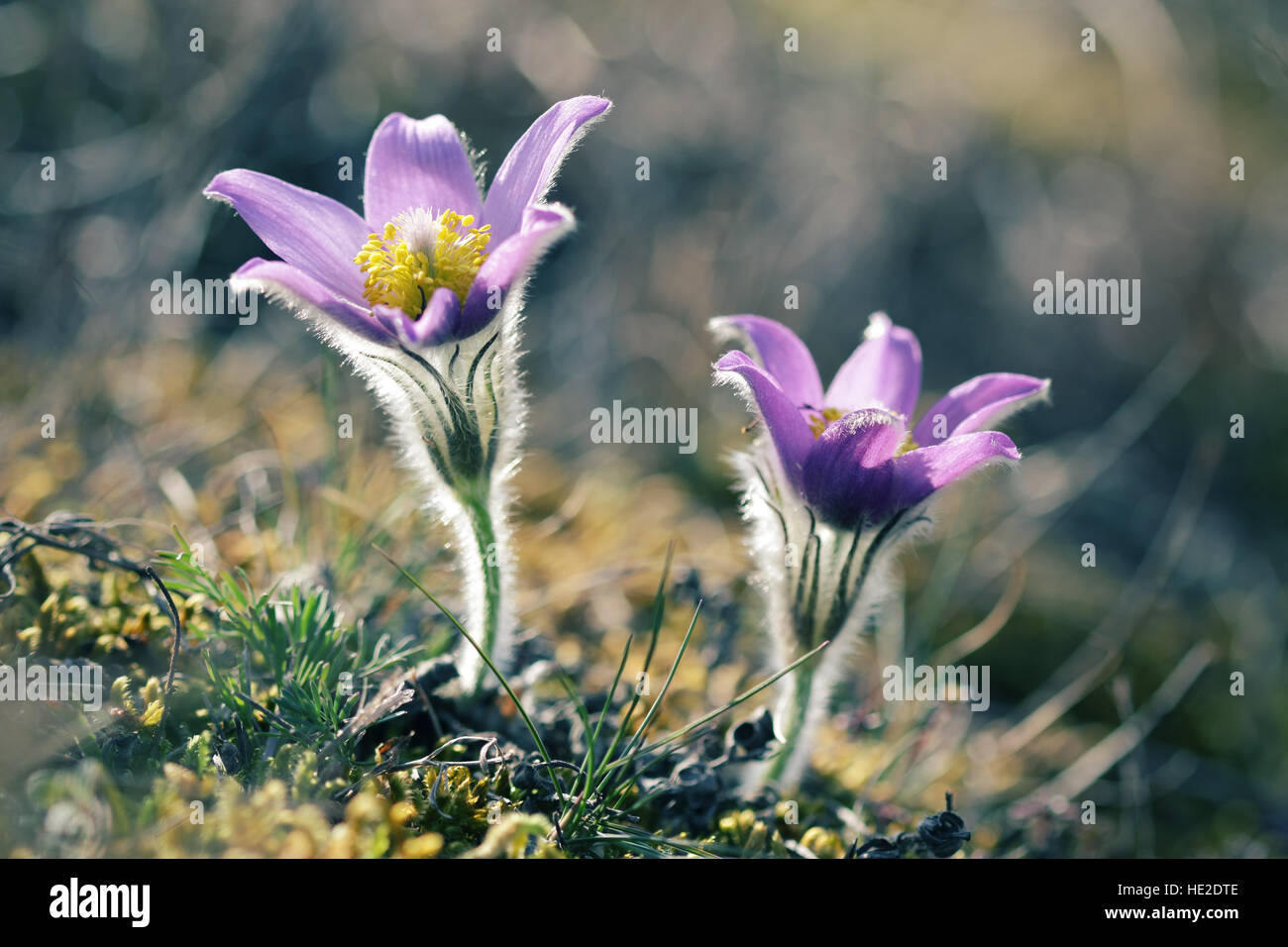 Early spring pasque flowers hi-res stock photography and images - Alamy