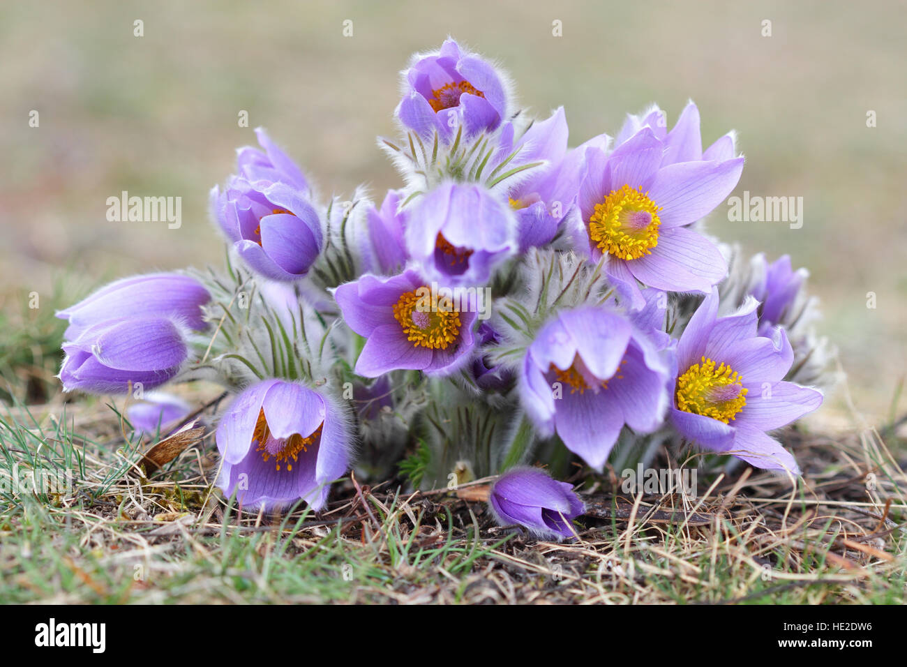 Pasque flower bunch hi-res stock photography and images - Alamy