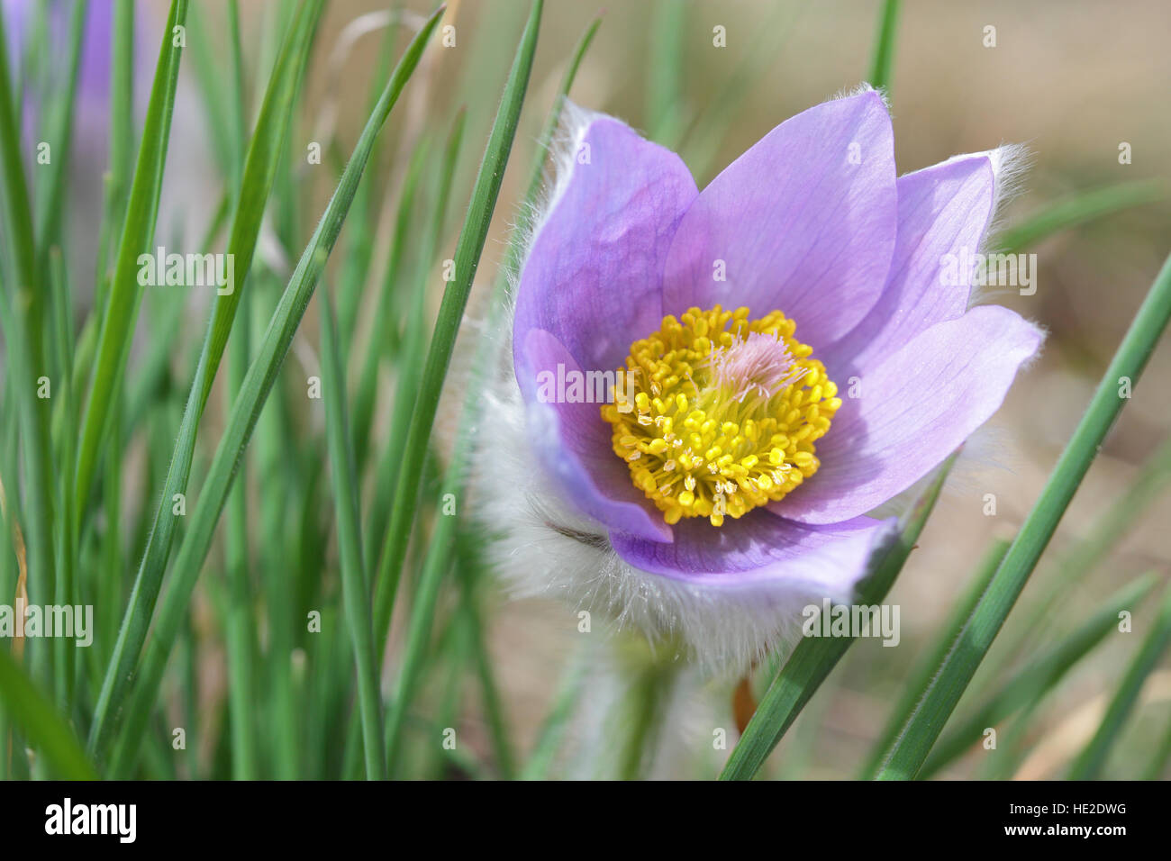 Pasque flower blossom in green spring grass Stock Photo - Alamy