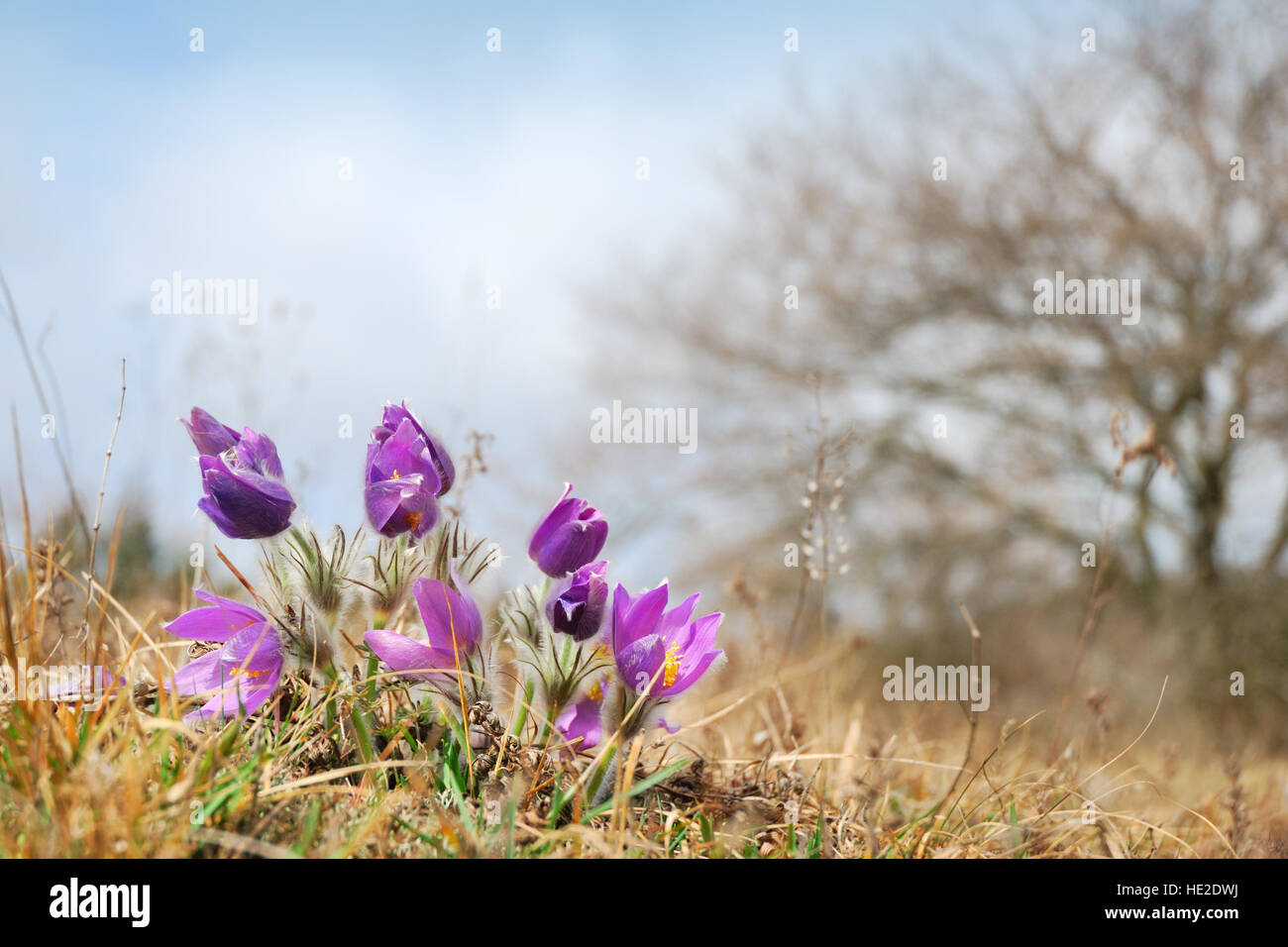 Wild pasque flowers in early spring Stock Photo - Alamy