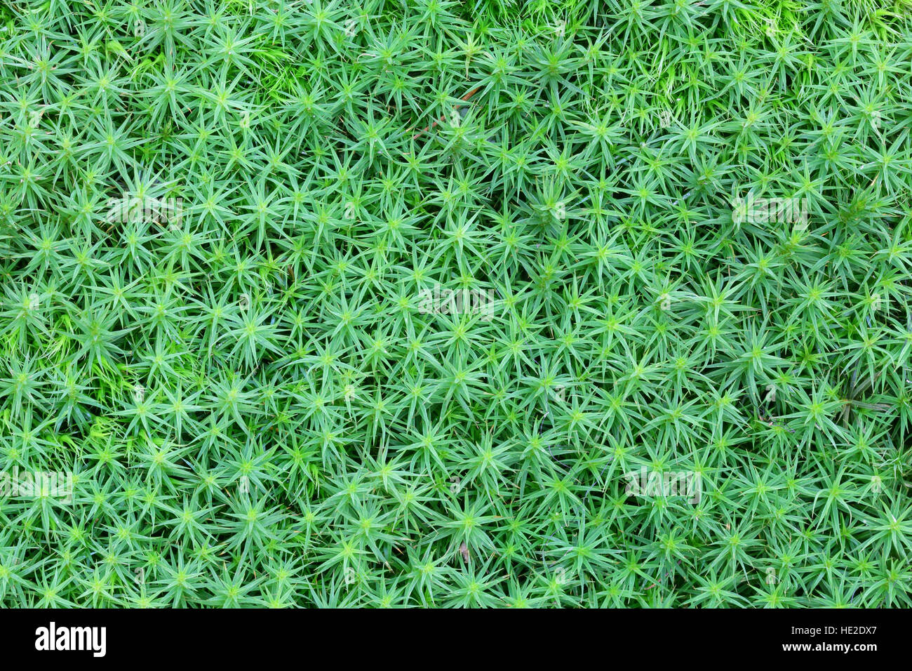 Abstract detailed forest moss background texture Stock Photo - Alamy