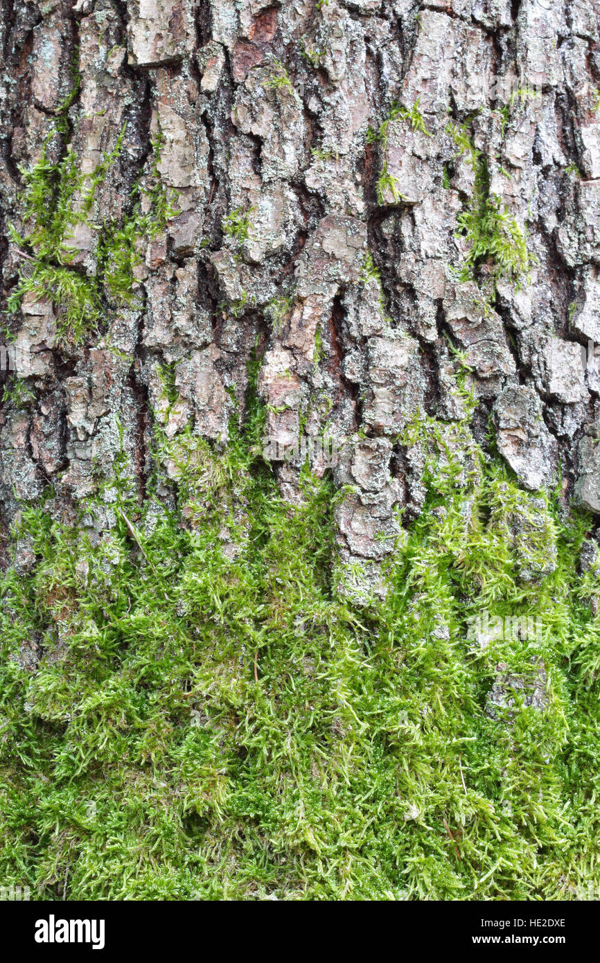 Tree Moss Texture