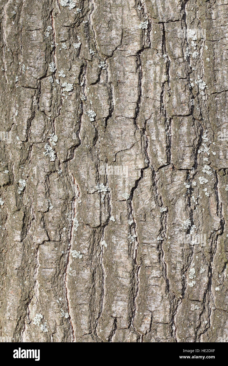 Oak tree bark texture in detail Stock Photo - Alamy
