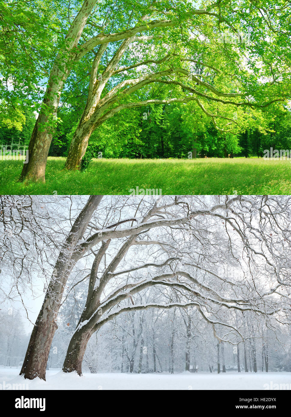 Two plane trees in two different seasons - Summer and Winter Stock ...