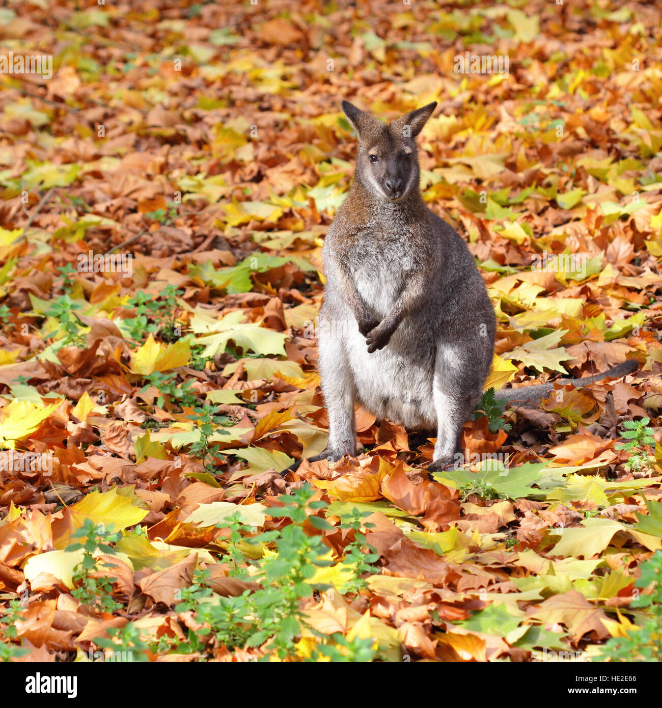 Pygmy Kangaroo