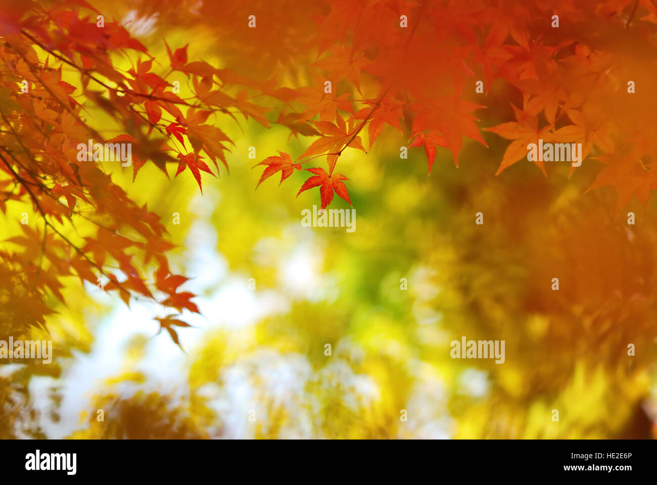 Japanese maple leaves in colorful autumn season Stock Photo - Alamy