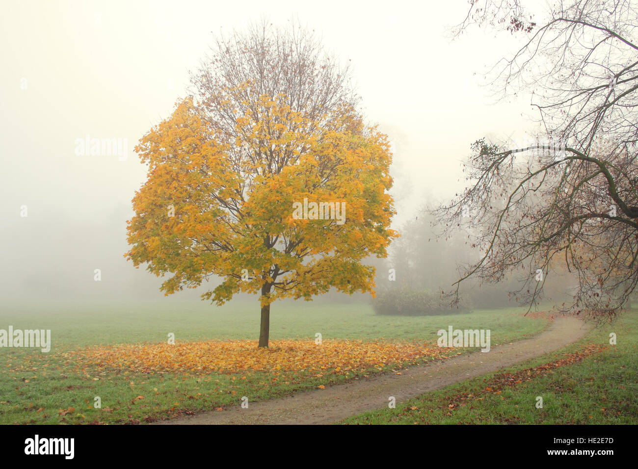 Small maple tree with golden leaves in misty autumn morning Stock Photo ...