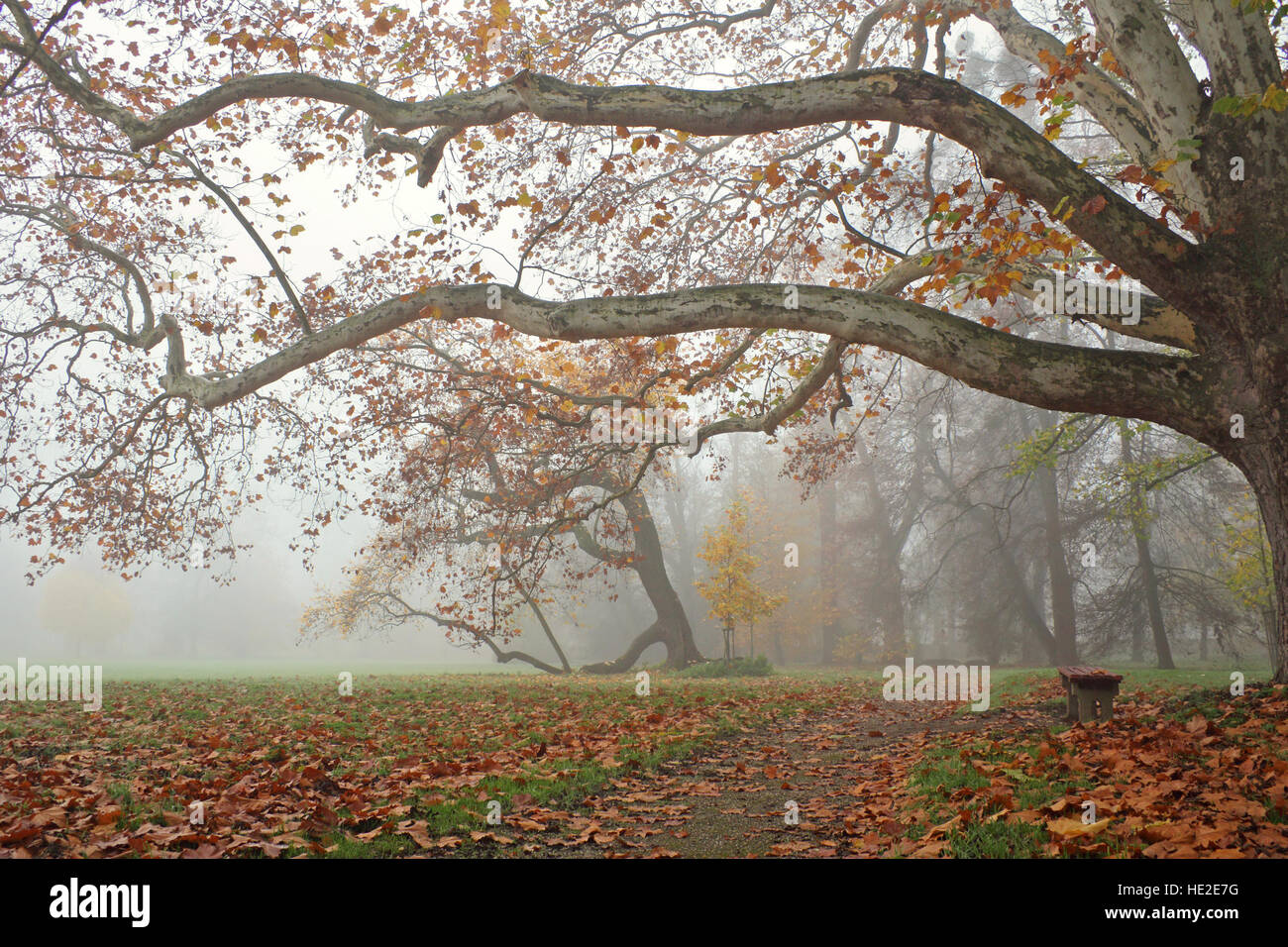 Tree with wide branches hi-res stock photography and images - Alamy