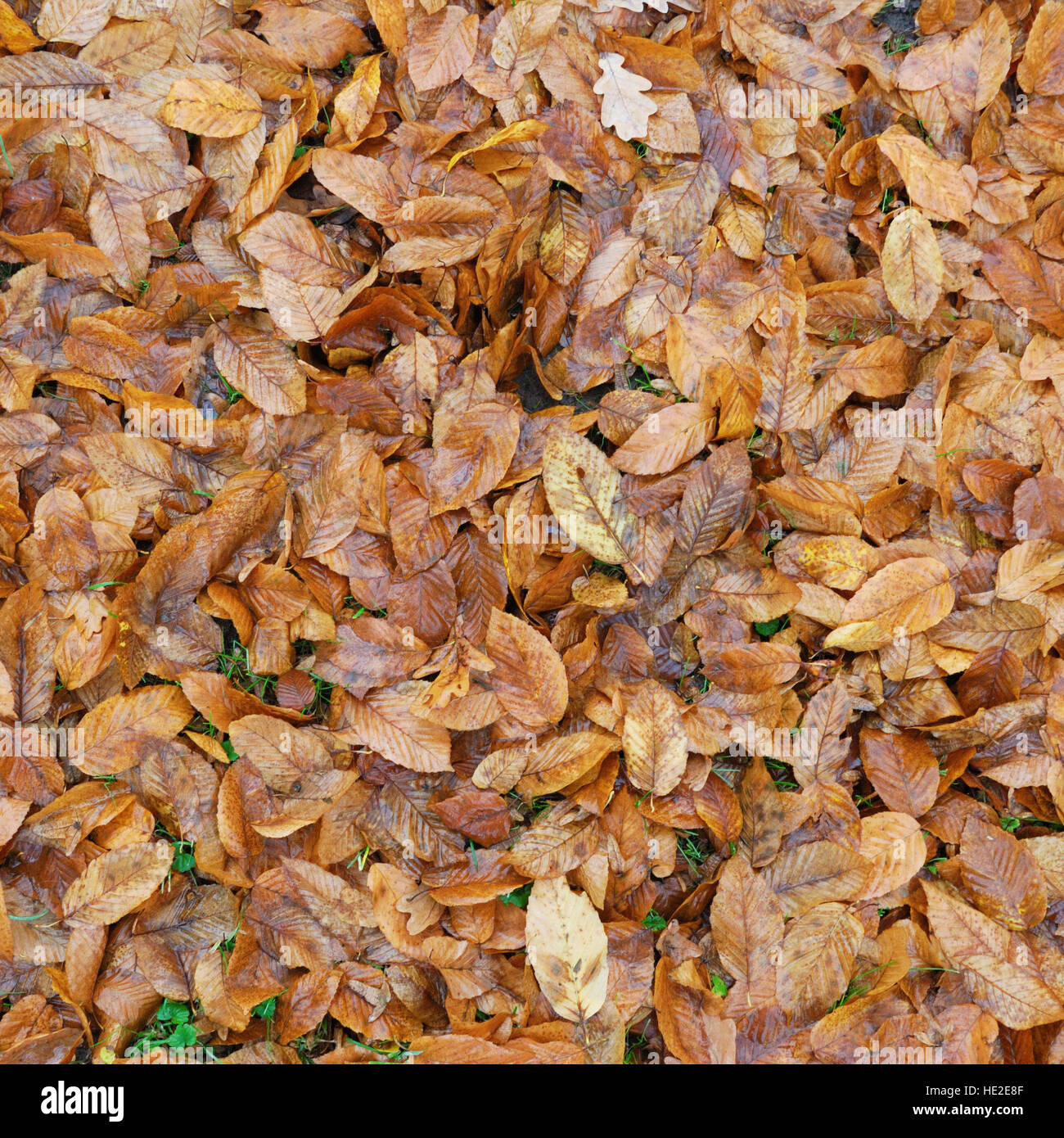 Fallen brown leaves on the ground texture Stock Photo - Alamy