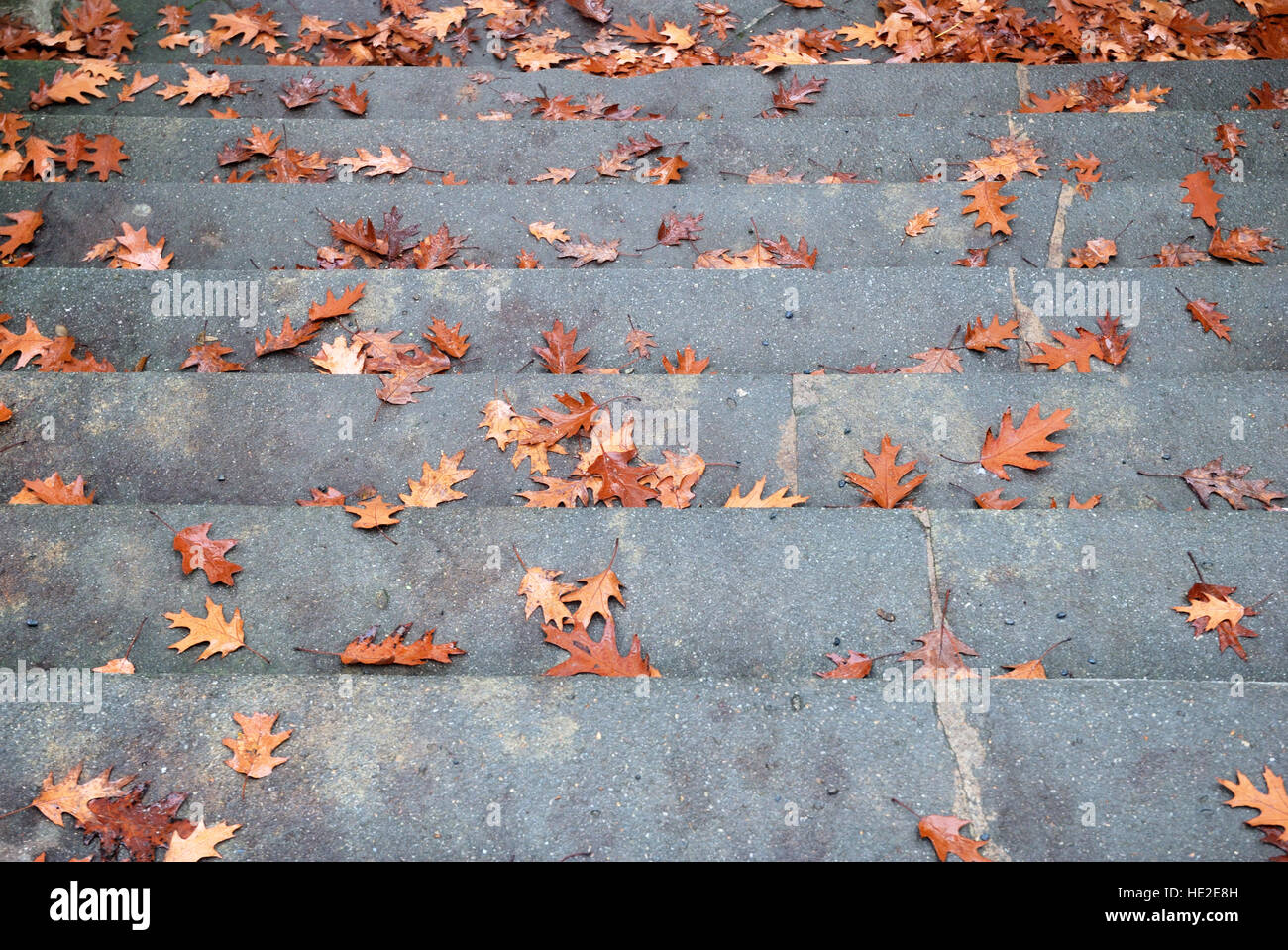 Broad stone staircase with fallen autumn leaves Stock Photo - Alamy