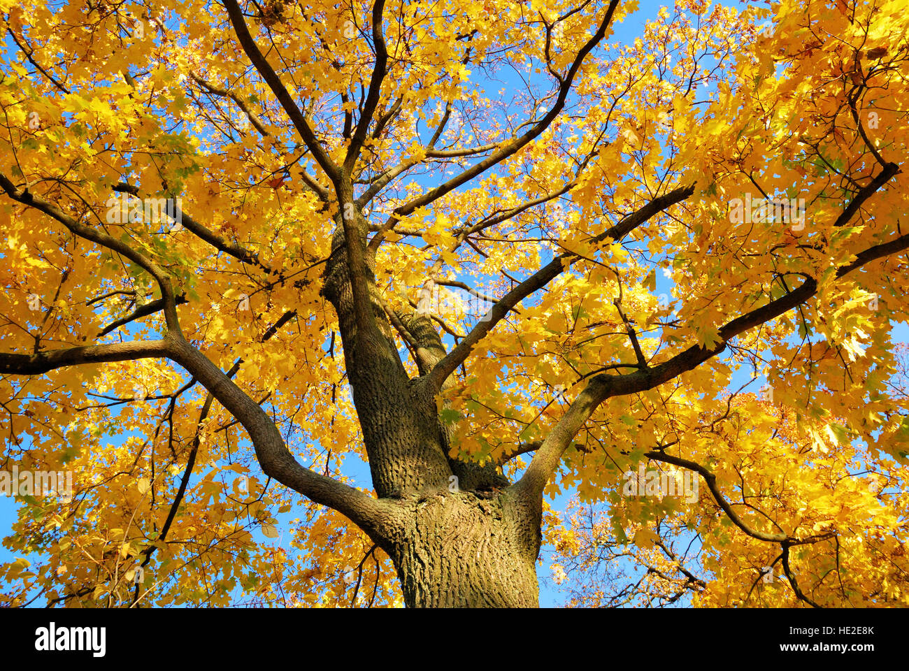 Golden treetop in morning sunshine from below Stock Photo - Alamy