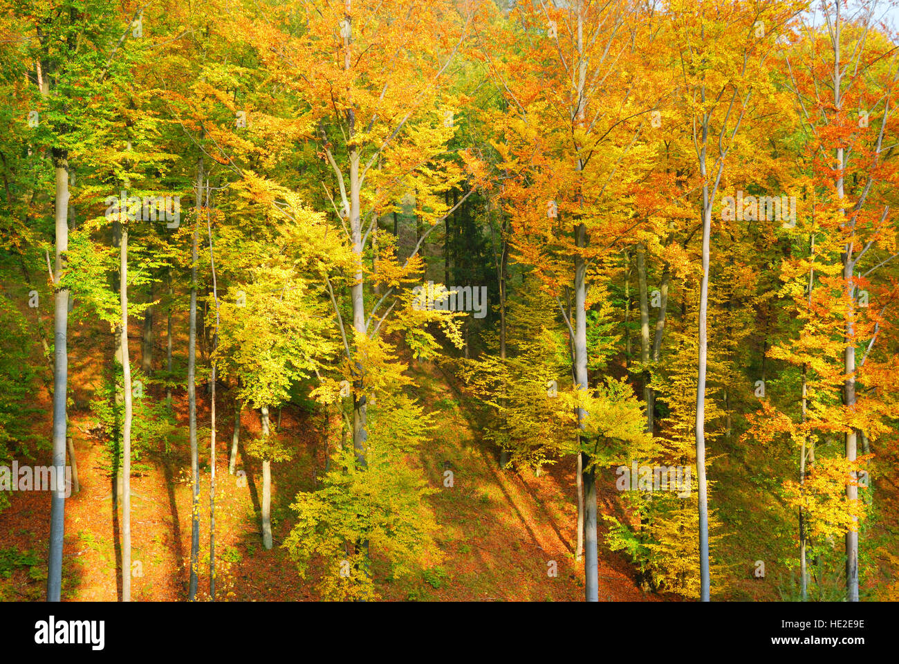Vibrant golden sunlit trees hi-res stock photography and images - Alamy
