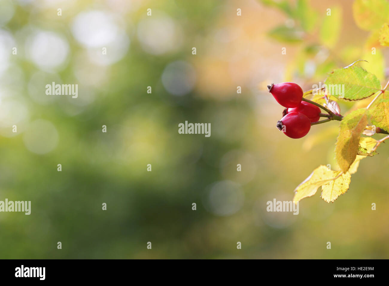 Red briar with abstract autumn background Stock Photo - Alamy