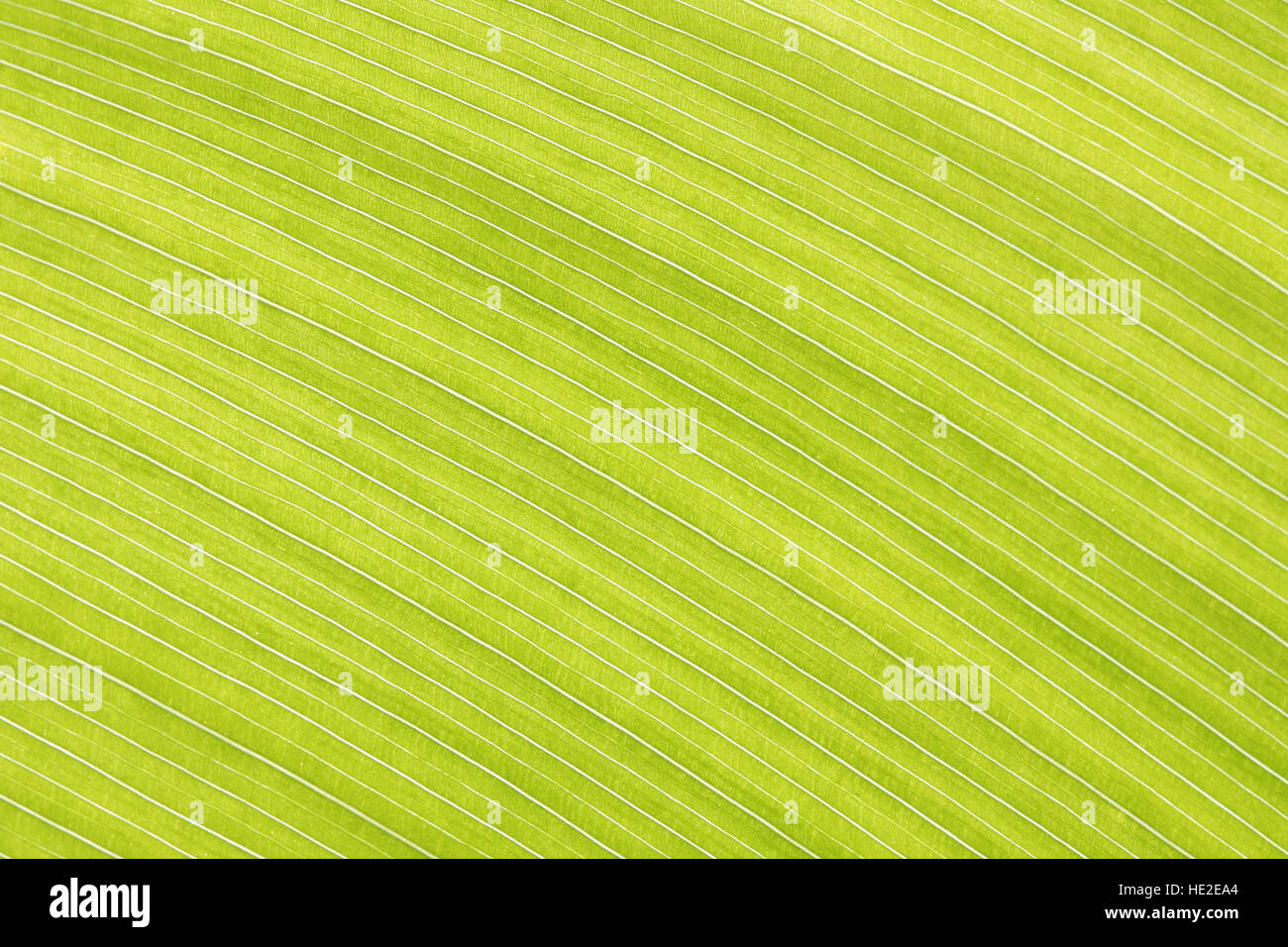 Abstract green leaf lines background texture Stock Photo - Alamy