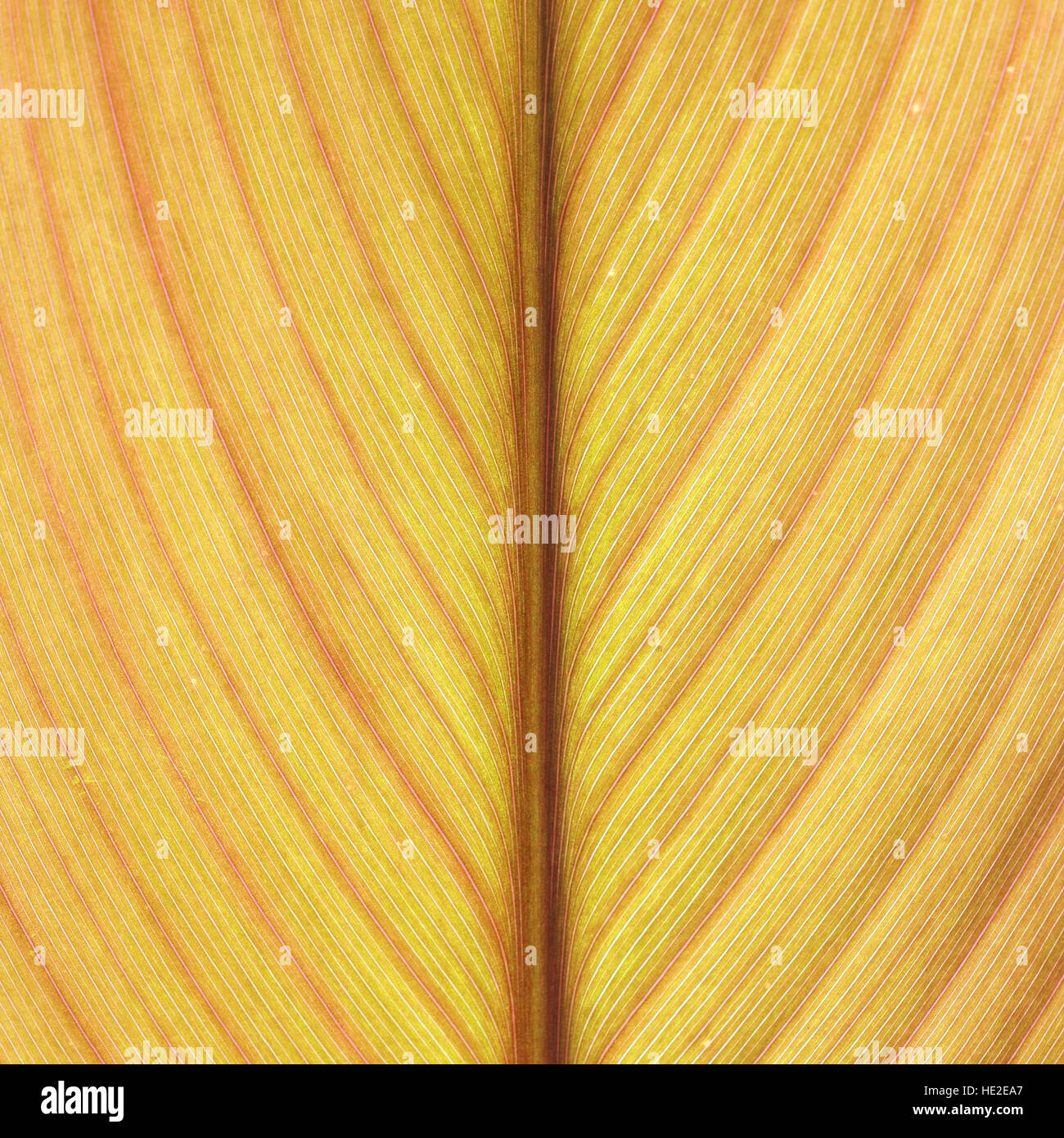 Abstract yellow leaf lines background texture Stock Photo - Alamy