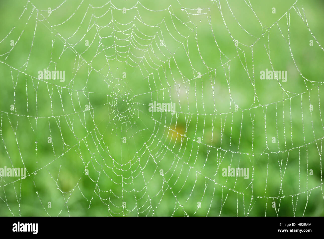 Spider web with morning dew closeup background Stock Photo - Alamy