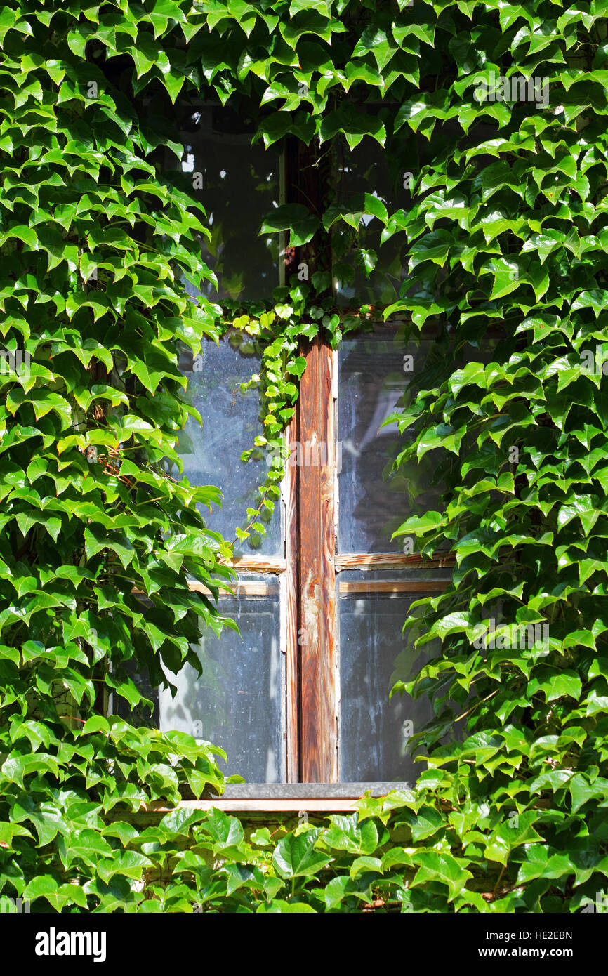 Secret window hidden in green ivy Stock Photo - Alamy