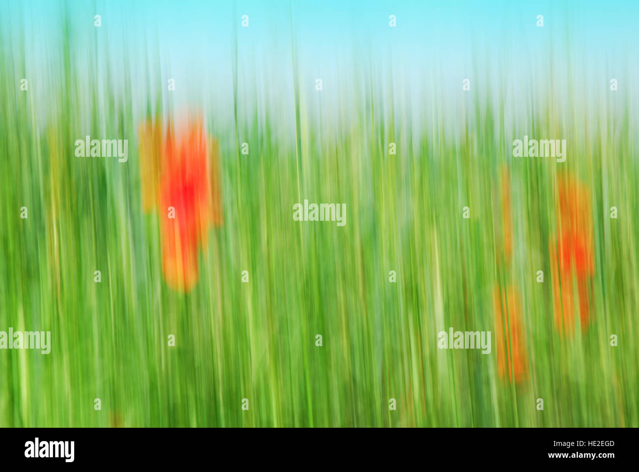 Abstract grain field with red corn poppy Stock Photo - Alamy