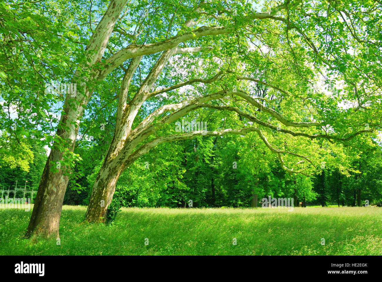 Plane tree grove hi-res stock photography and images - Alamy