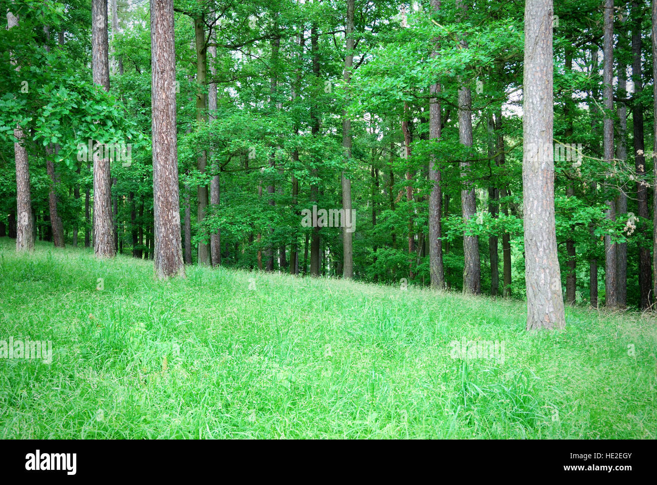 Dense mixed forest in spring hi-res stock photography and images - Alamy
