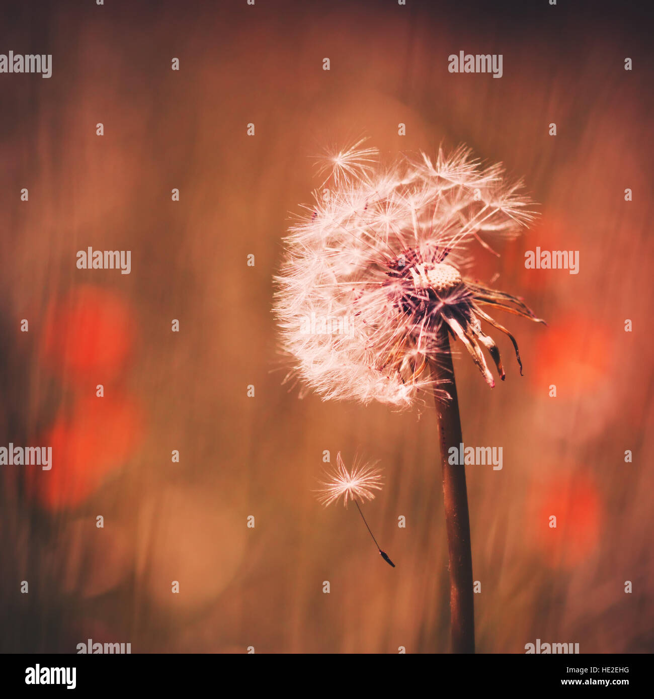 Seed falling hi-res stock photography and images - Alamy