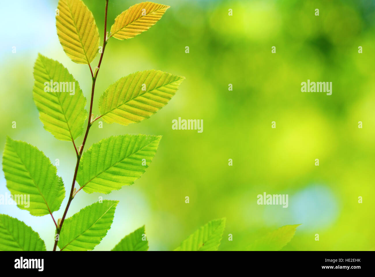 Young leaves with fresh green background in spring Stock Photo - Alamy