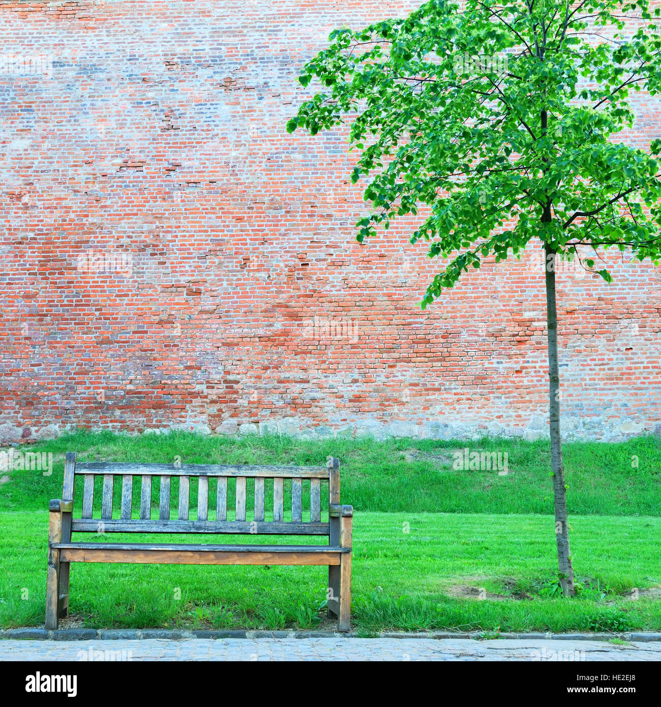 Wooden bench and small lonely tree in springtime Stock Photo - Alamy