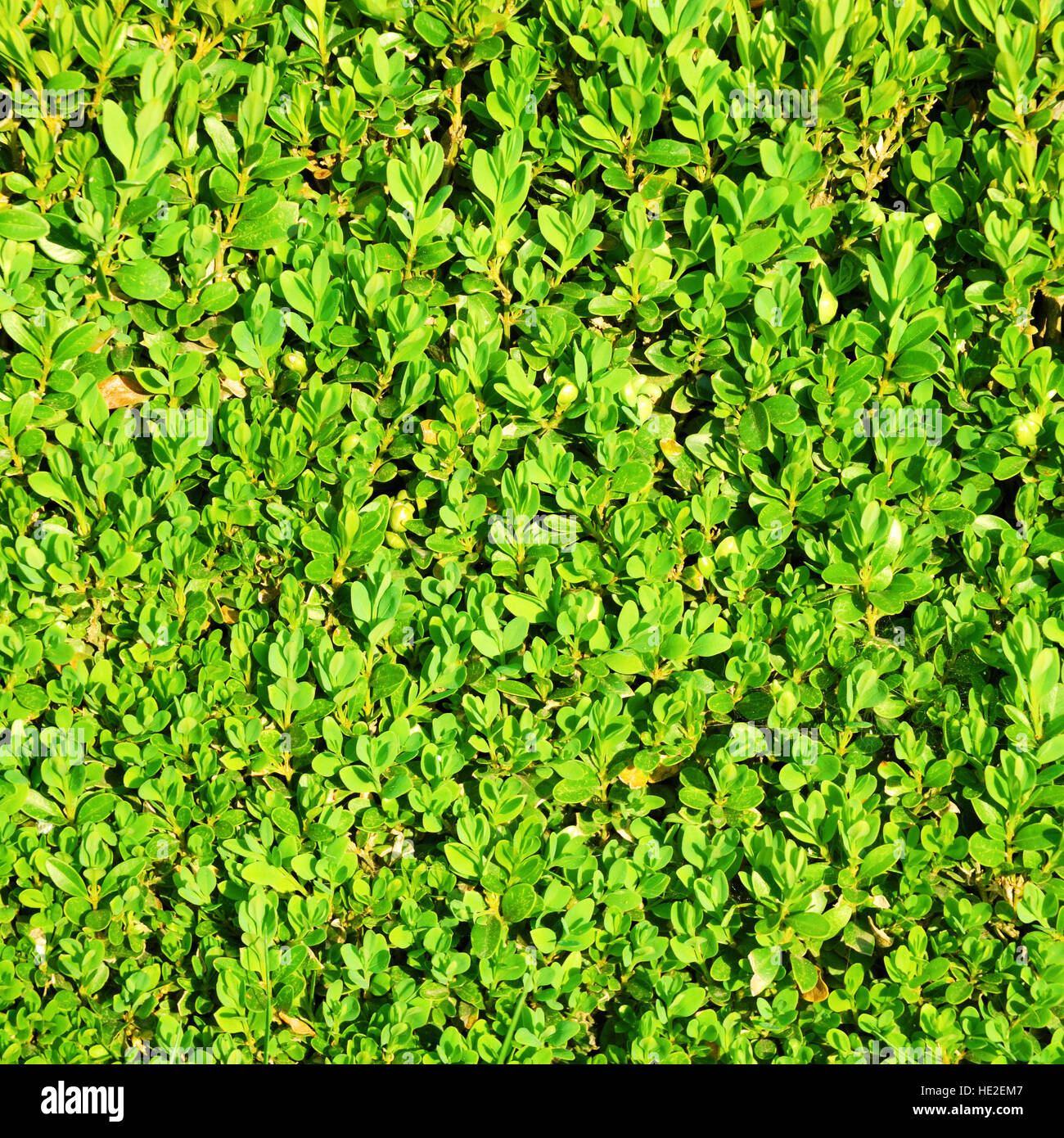 Green hedge bush texture background Stock Photo - Alamy