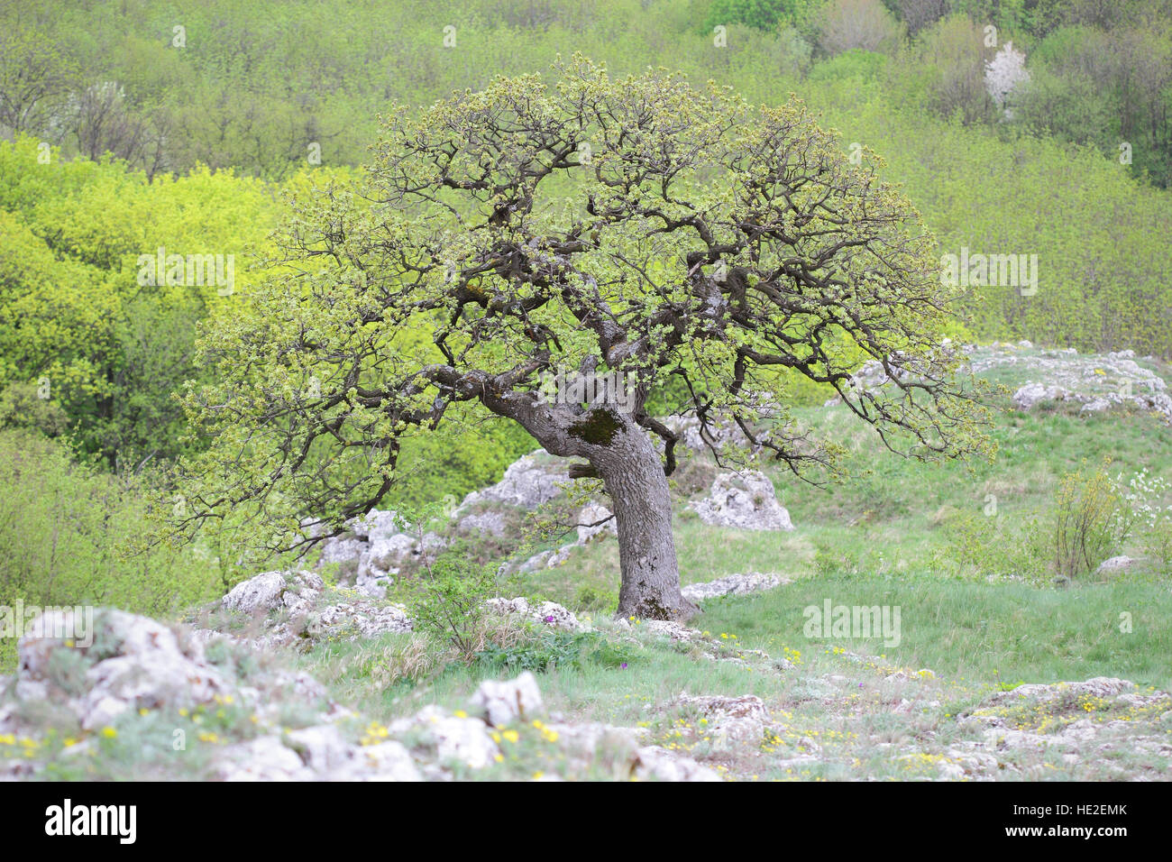 Old twisted tree in early spring Stock Photo - Alamy