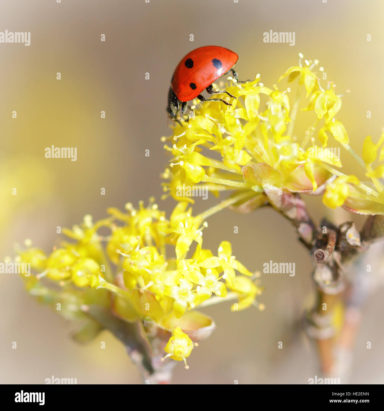 Small ladybird on a yellow flower in springtime Stock Photo - Alamy