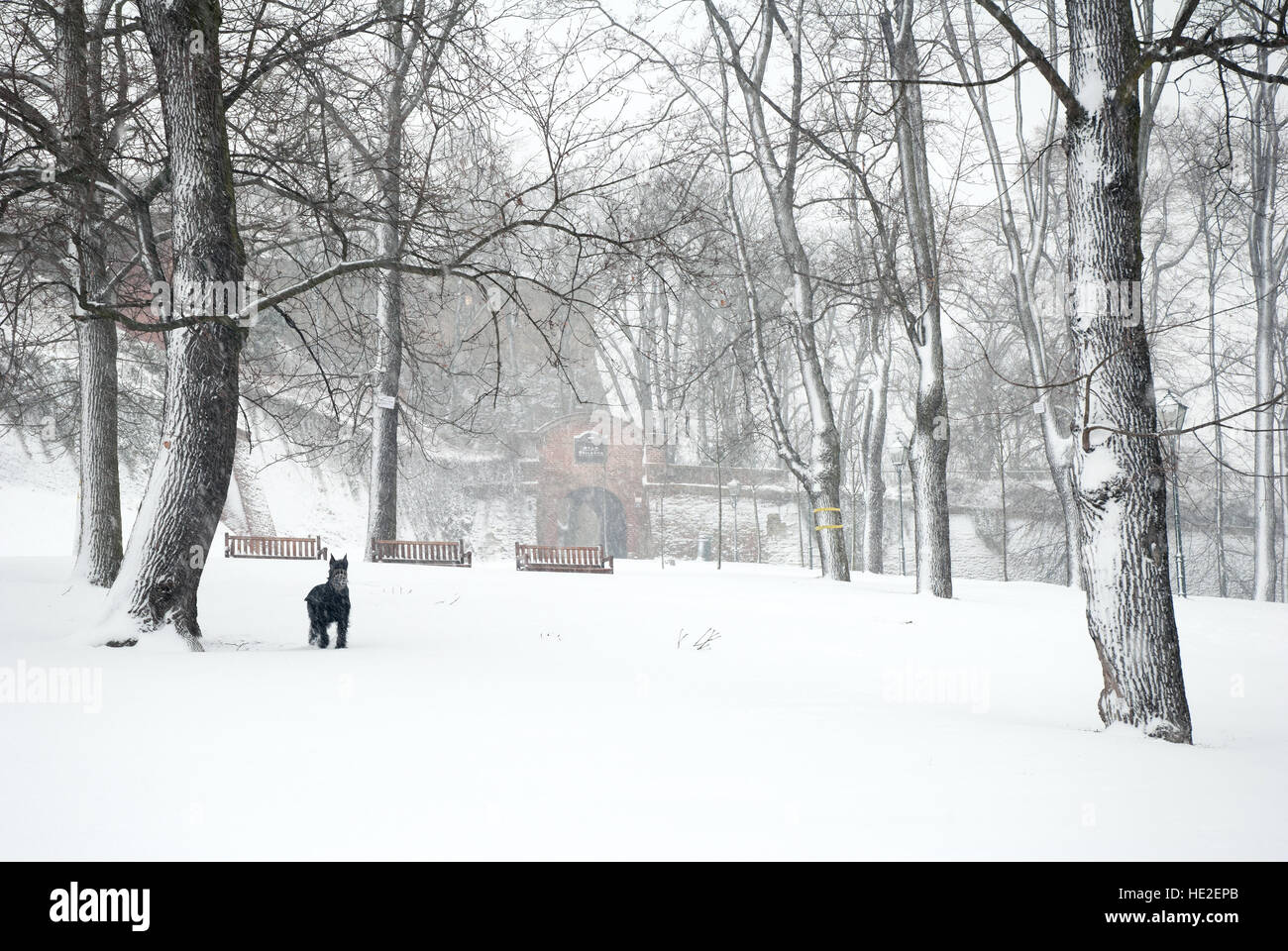 Forest park in heavy snow storm Stock Photo - Alamy