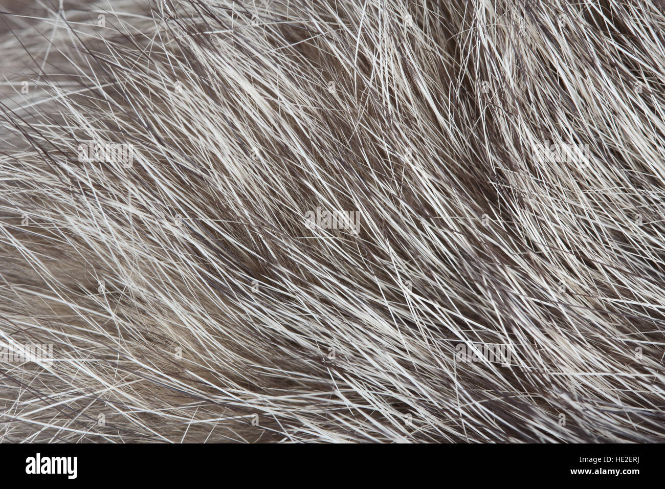 Soft thick fur hi-res stock photography and images - Alamy