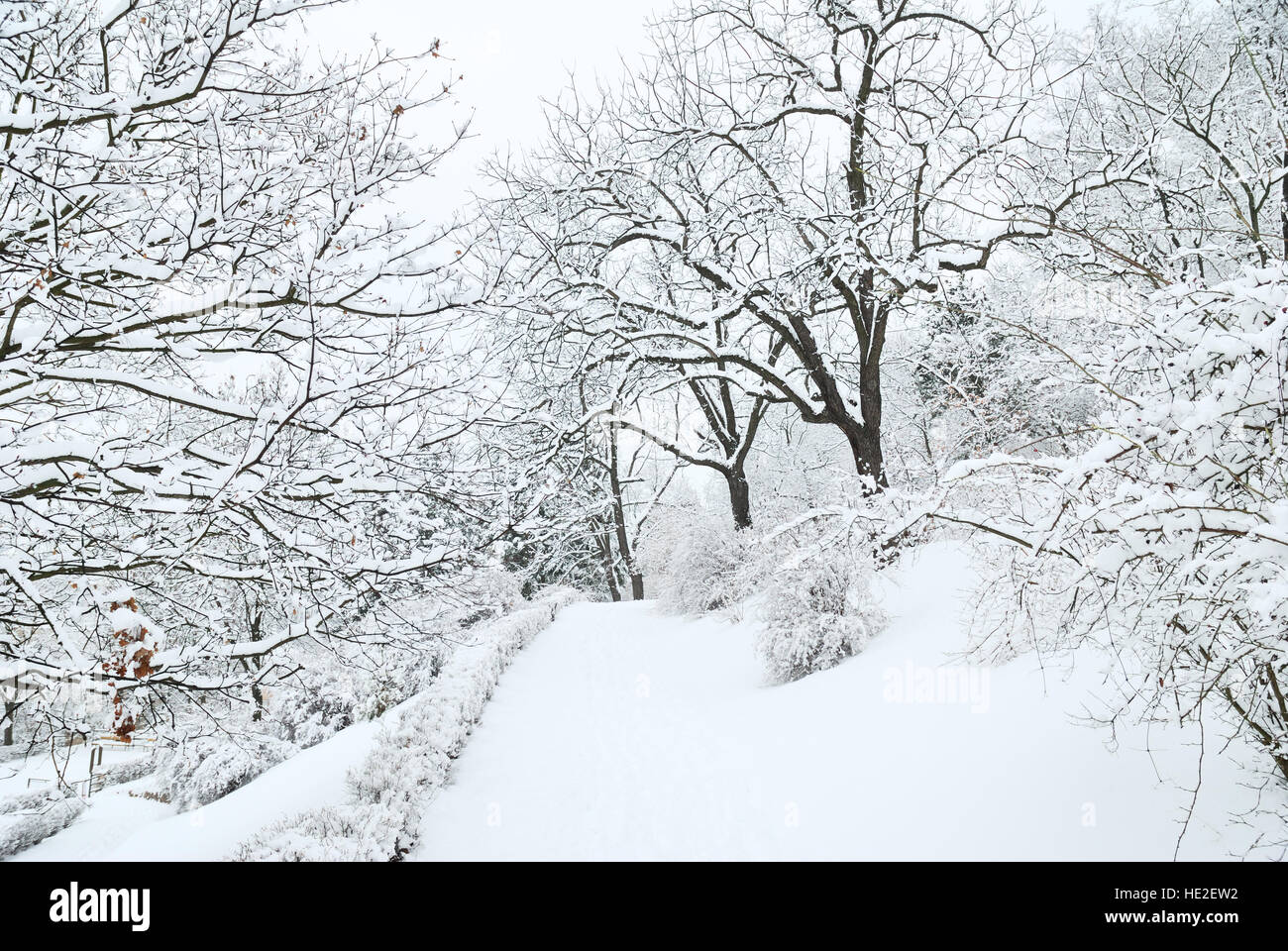 Forest park trees covered in heavy snow Stock Photo - Alamy