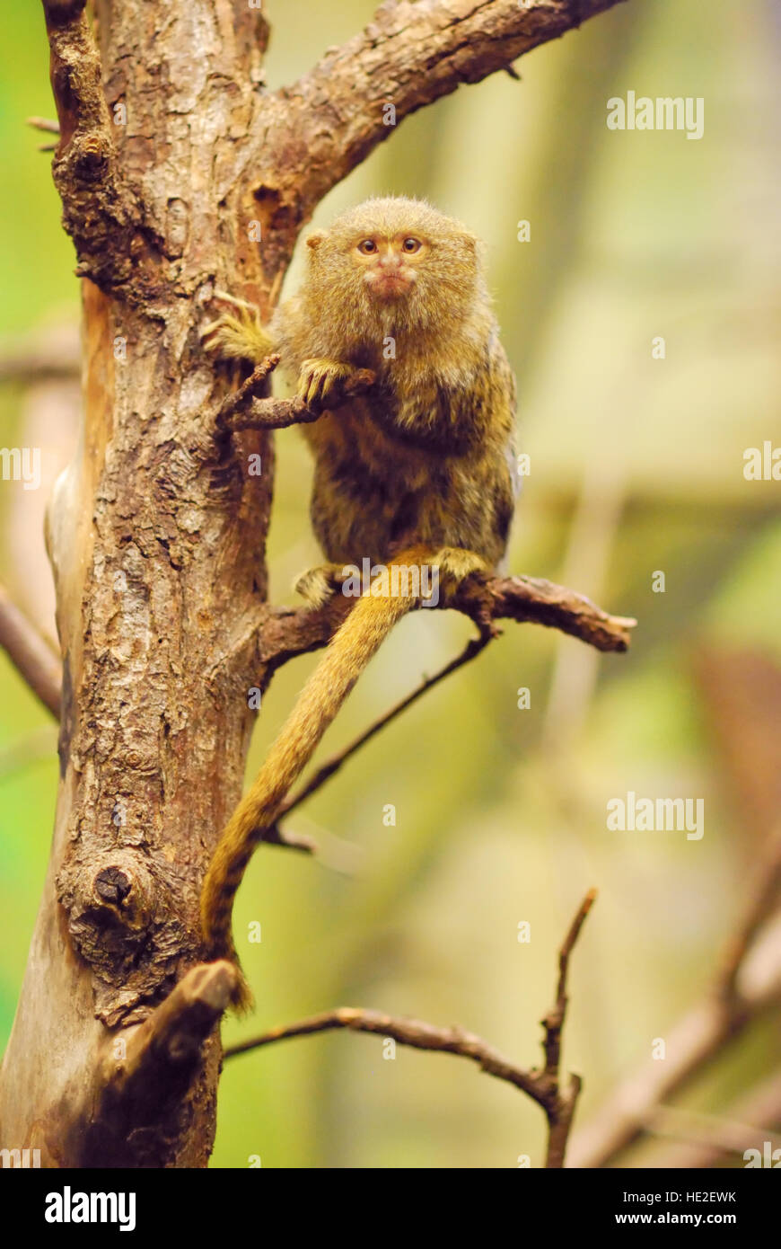 Rascally hi-res stock photography and images - Alamy