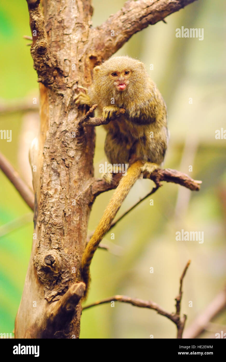 Pygmy marmoset small monkey in a zoo Stock Photo - Alamy