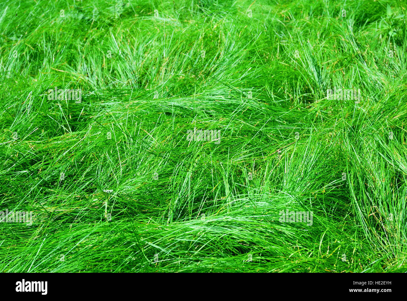 Forest fresh green grass texture background Stock Photo - Alamy