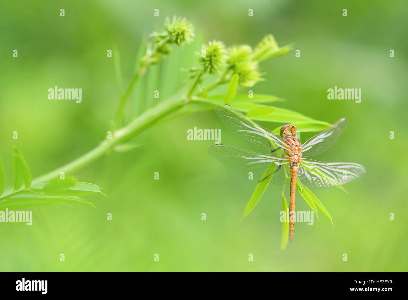Young Spotted Darter dragonfly sitting on a plant Stock Photo - Alamy