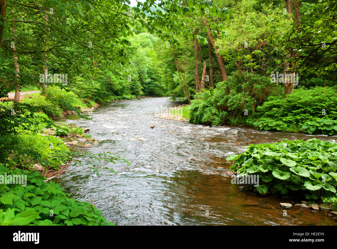 Small Clean River and Green Overgrown River Banks Stock Photo - Alamy