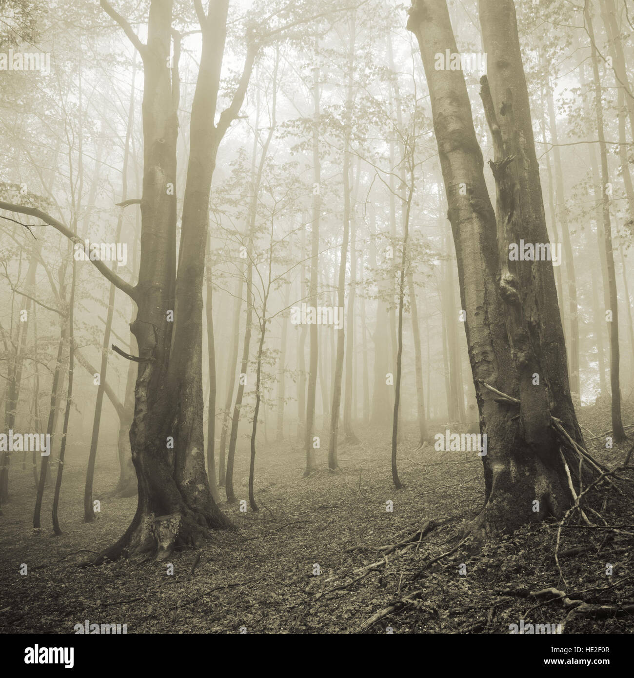 Two big trees and misty forest Stock Photo - Alamy