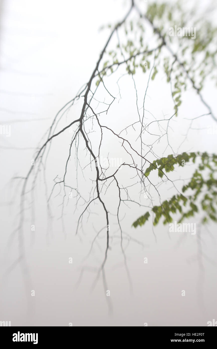 Single twig in forest mist with lensbaby effect Stock Photo - Alamy