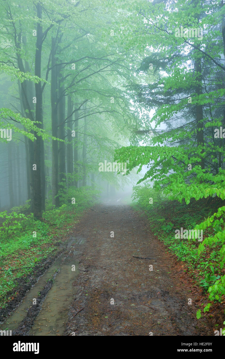 Foggy Forest Path under green trees Stock Photo - Alamy