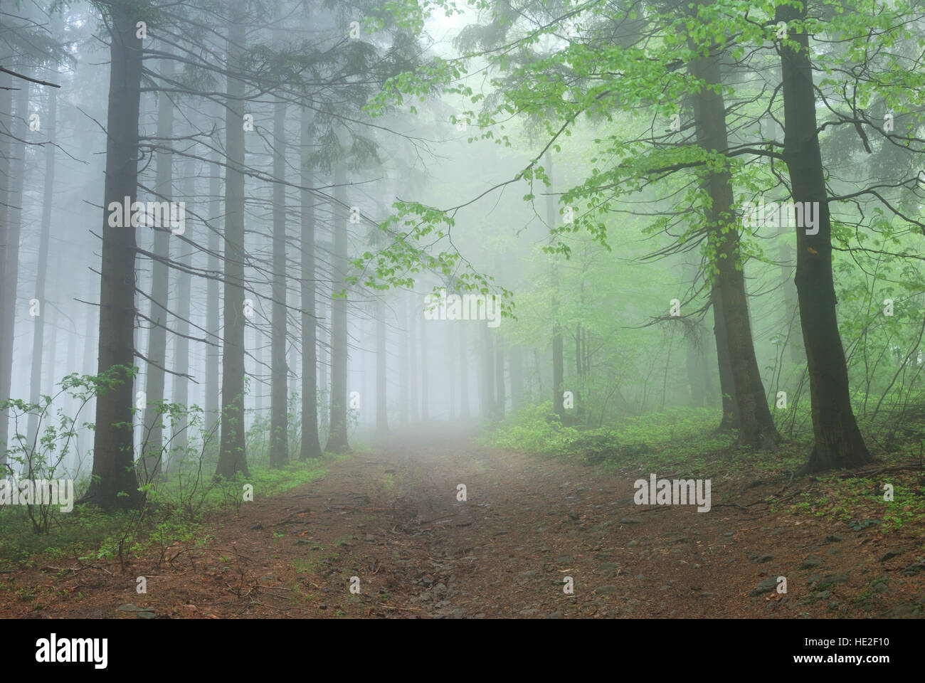 Foggy Forest Path under green trees Stock Photo - Alamy