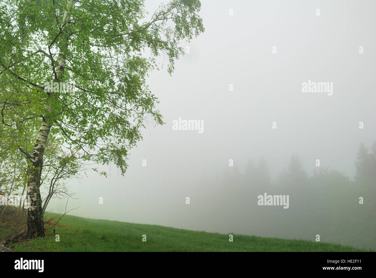 Birch Tree and distant forest in thick fog Stock Photo - Alamy
