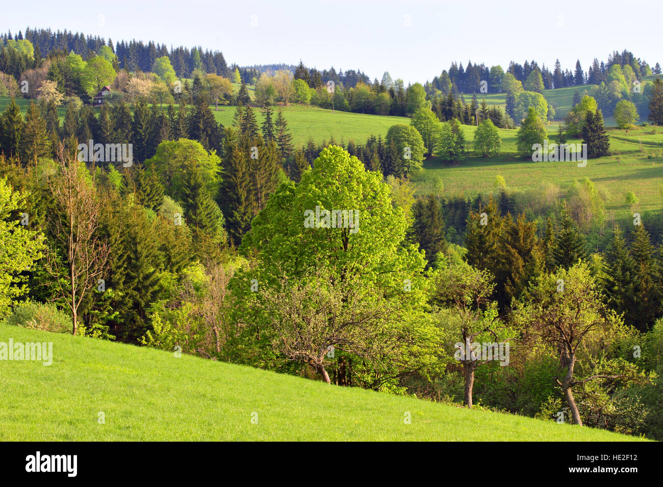 Spring Trees and Meadows in the Hills Stock Photo - Alamy