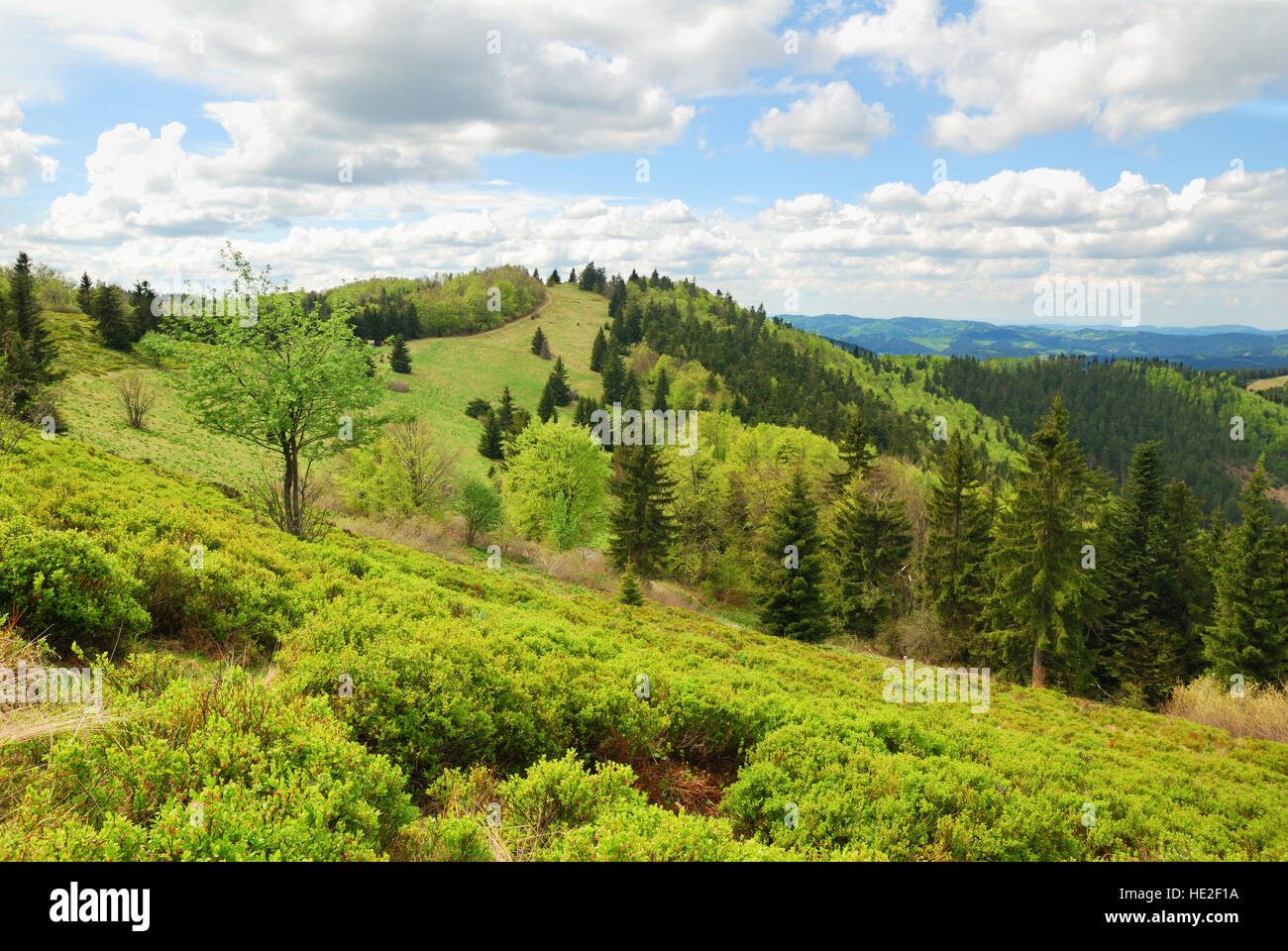Hillside blueberry hi-res stock photography and images - Alamy