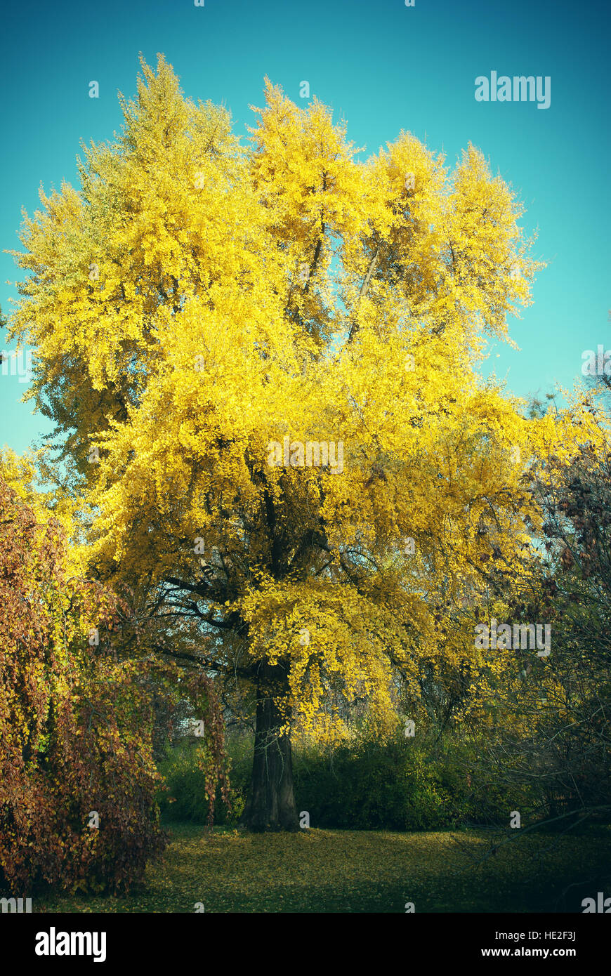 Gingko biloba tree hi-res stock photography and images - Alamy