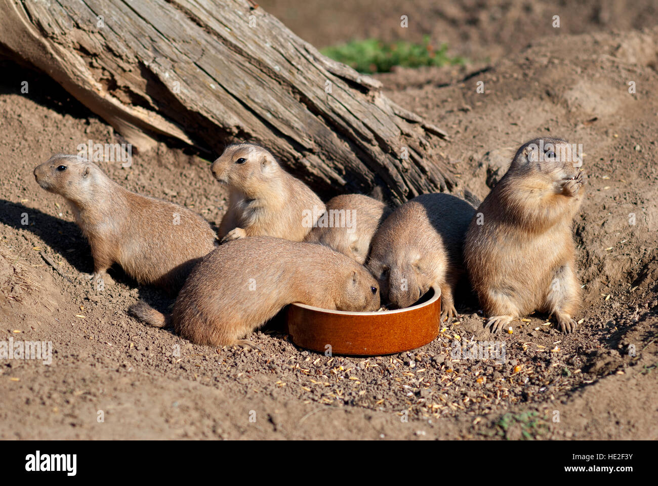 Prairie dogs feeding Stock Photo - Alamy