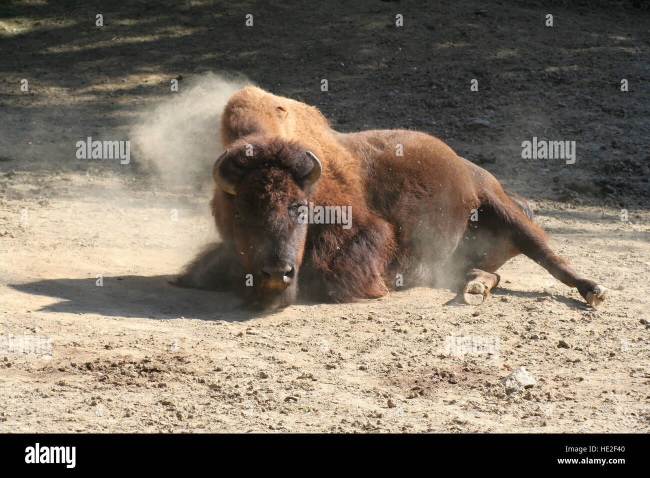 Strong bull hi-res stock photography and images - Alamy